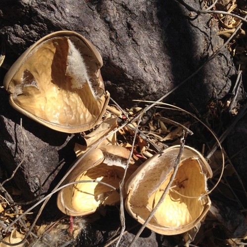 Talayote (Marsdenia edulis) - PictureThis