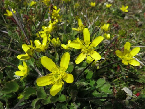 Ranunculus lappaceus - PictureThis