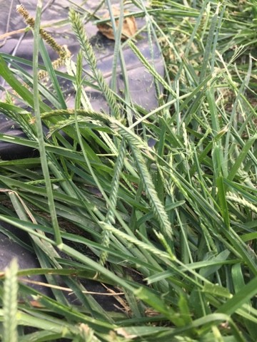 Goosegrass (Eleusine indica) Flower, Leaf, Care, Uses - PictureThis