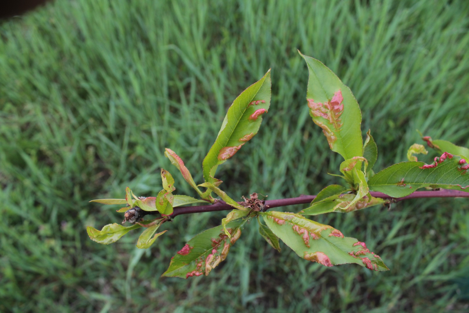 Taphrinomycetes Flower, Leaf, Care, Uses - PictureThis