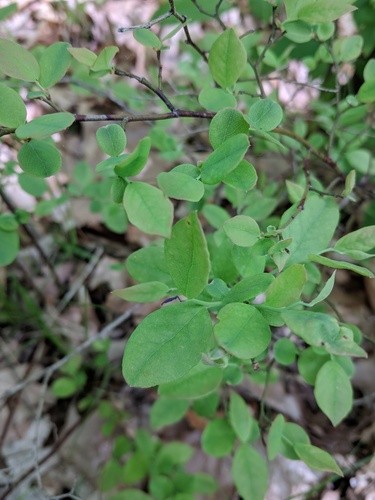 Hillside Blueberry (Vaccinium pallidum) Flower, Leaf, Care, Uses ...