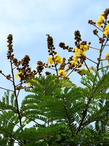 African wattle (Peltophorum africanum) Flower, Leaf, Care, Uses ...