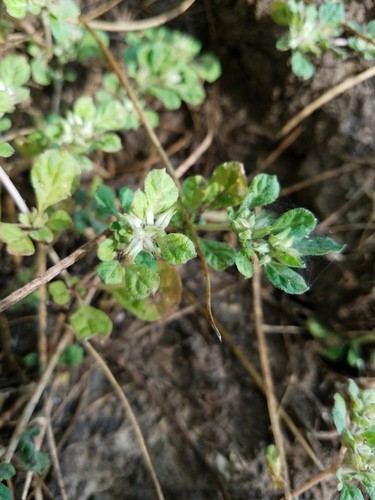 Glinus radiatus - PictureThis