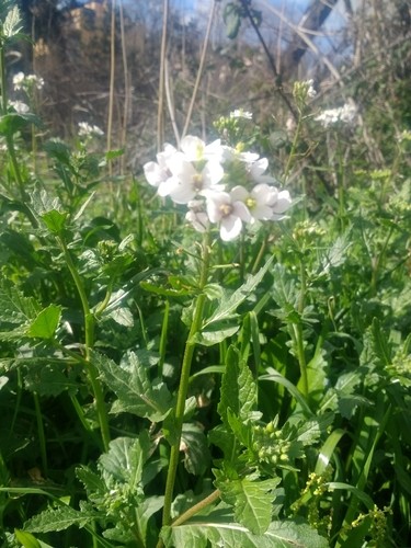 Rabaniza (Diplotaxis erucoides) - PictureThis