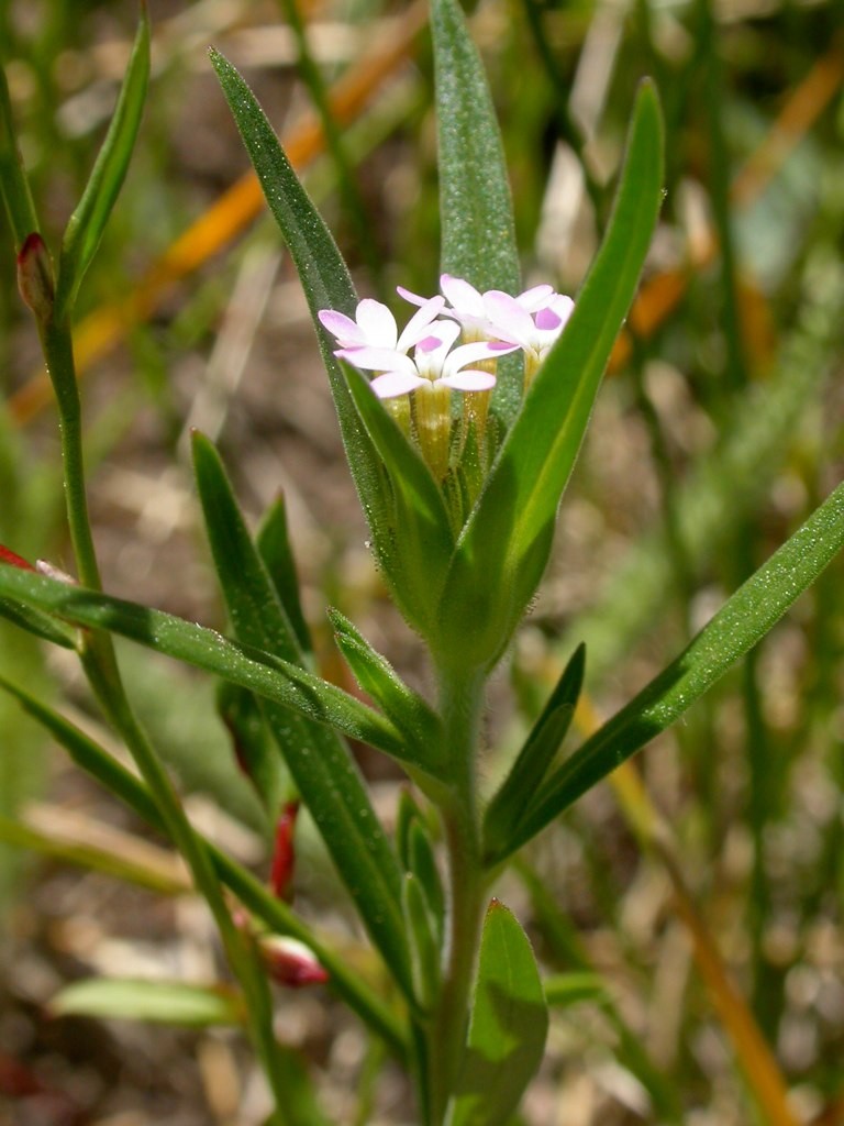 Collomia linearis - PictureThis