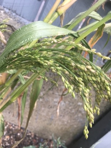 Tupe (Panicum urvilleanum) - PictureThis