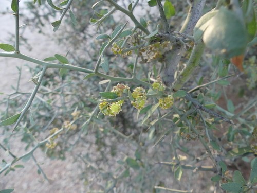 Sarcomphalus Flower, Leaf, Care, Uses - PictureThis