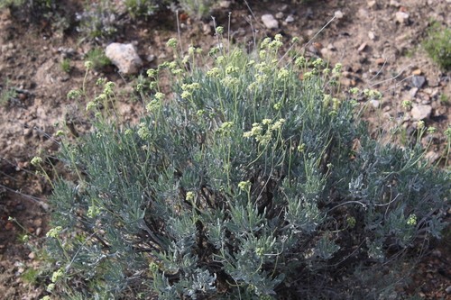 Guayule (Parthenium argentatum) - PictureThis