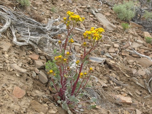 Packera multilobata - PictureThis