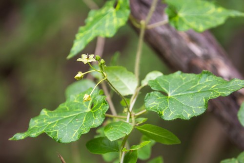 Pearl milkweed (Dictyanthus reticulatus) Flower, Leaf, Care, Uses ...