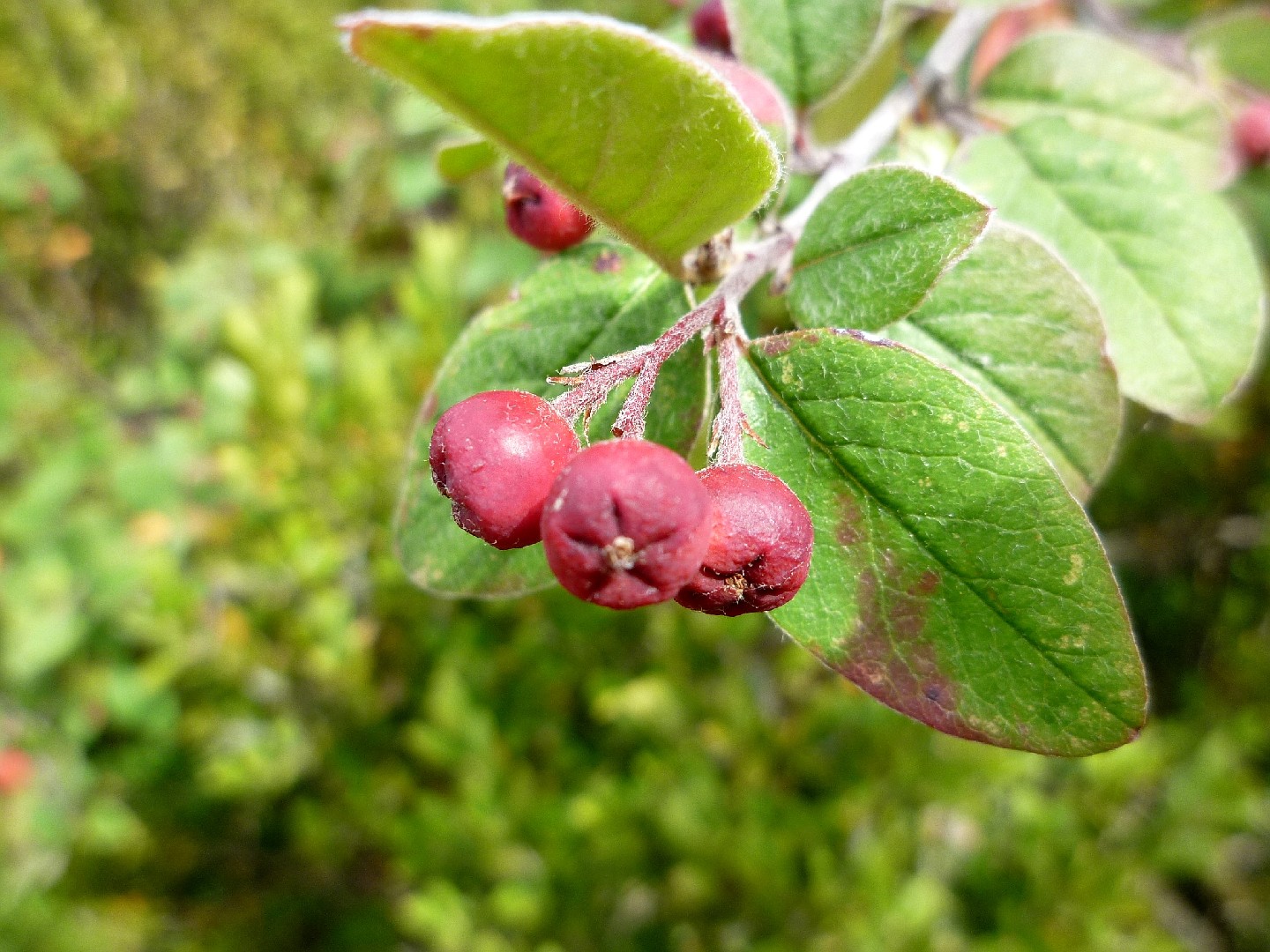 개야광나무 (Cotoneaster integerrimus) - PictureThis
