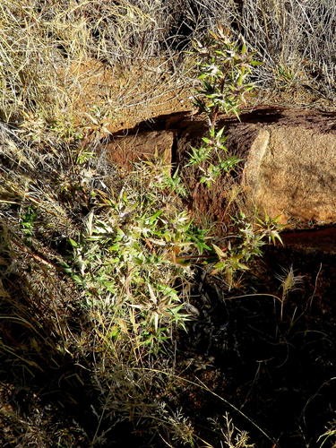 African thistle (Berkheya rigida) Flower, Leaf, Care, Uses - PictureThis