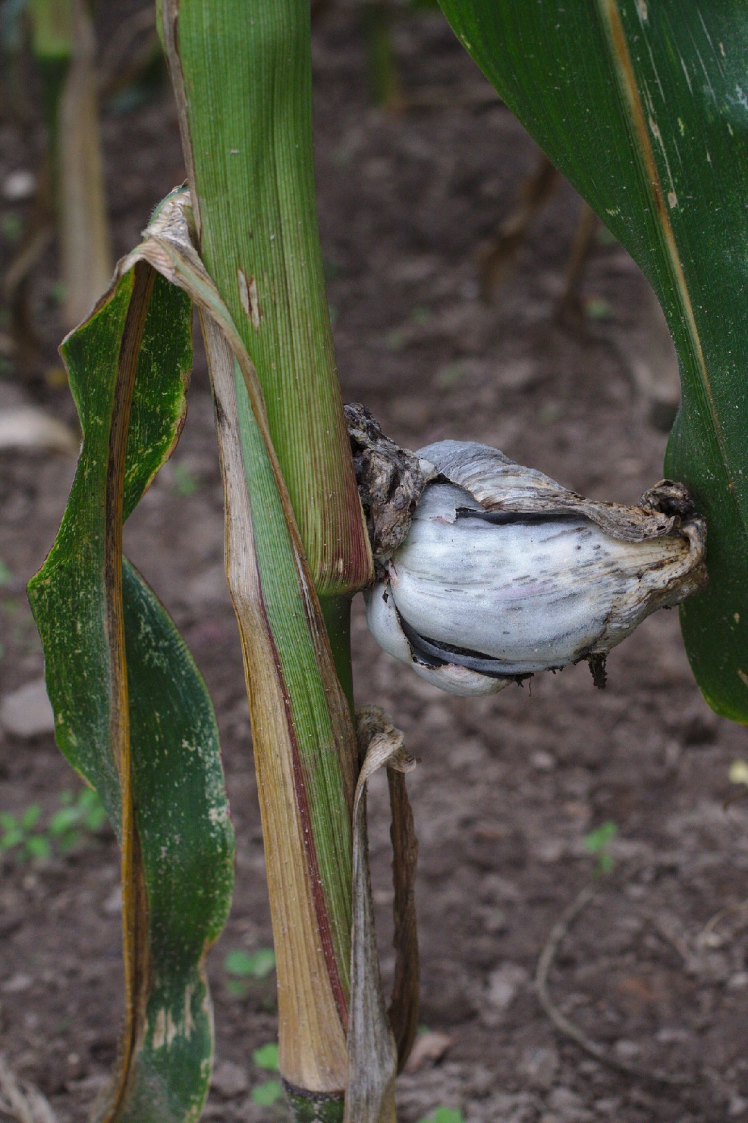 Hongo del maíz (Ustilago maydis) - PictureThis