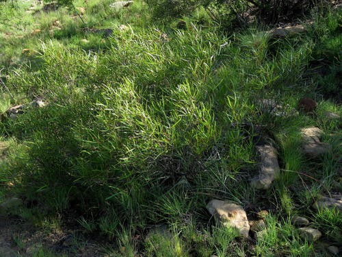 Searsia erosa - PictureThis