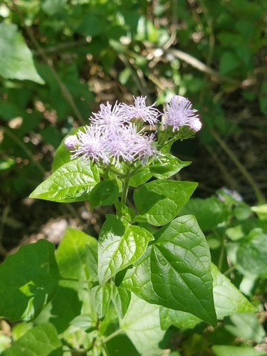 Limpia tuna (Tamaulipa azurea) - PictureThis