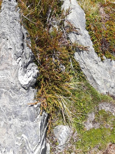 Dracophyllum pronum - PictureThis