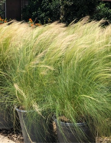 Stipa lessingiana - PictureThis