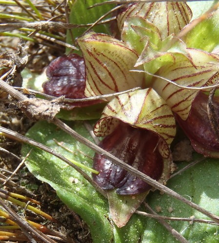 Satyrium pumilum - PictureThis