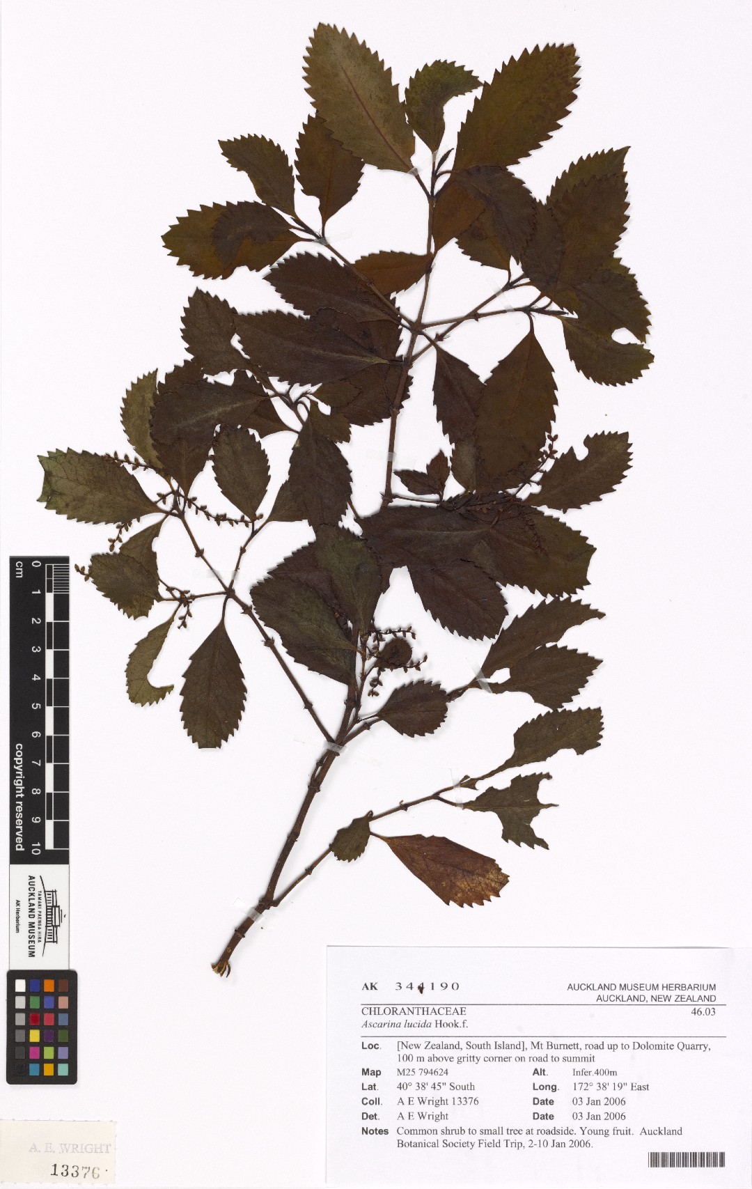 Ascarina lucida - PictureThis