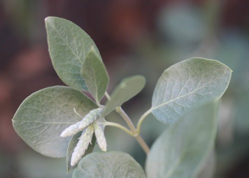 Garrya flavescens - PictureThis