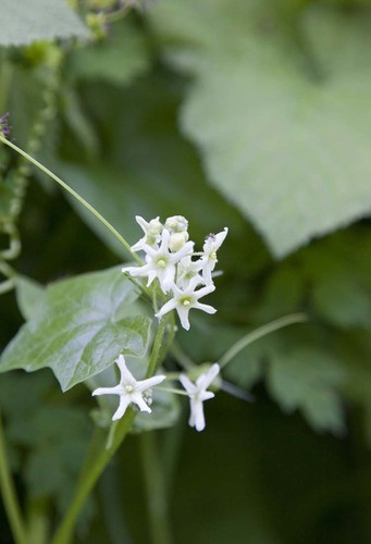 California manroot (Marah fabacea) Flower, Leaf, Care, Uses - PictureThis