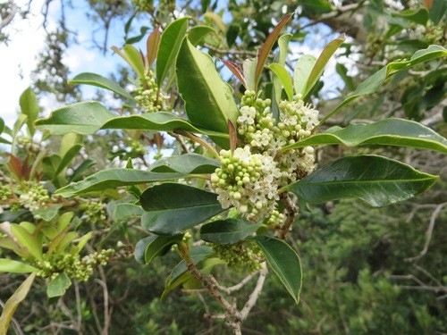 Ilex mitis - PictureThis