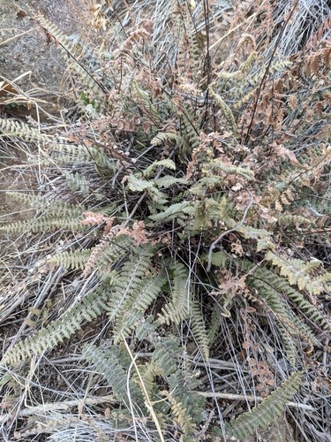 Golden cloak fern (Myriopteris aurea) Flower, Leaf, Care, Uses ...