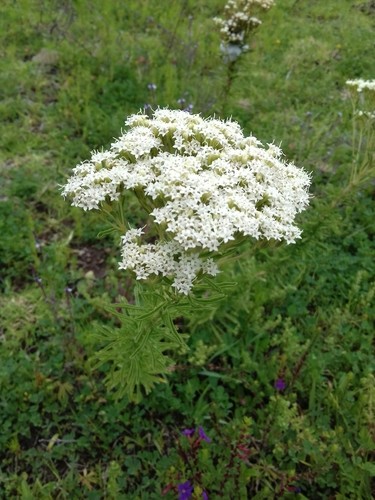 Sawtooth candyleaf Care (Watering, Fertilize, Pruning, Propagation ...