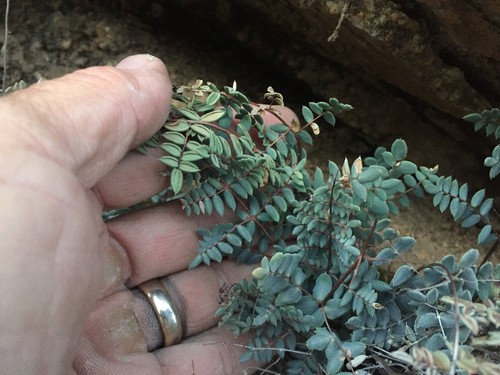 Pellaea truncata - PictureThis