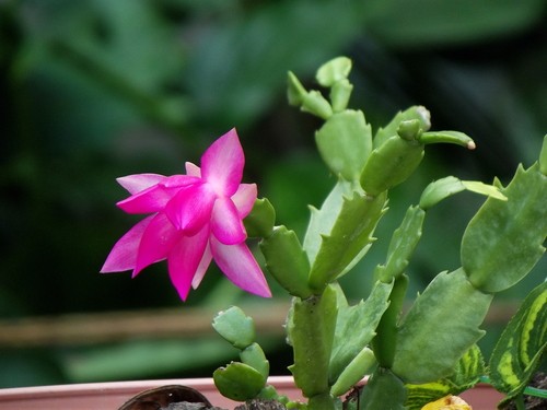 False christmas cactus (Schlumbergera truncata) Flower, Leaf, Care ...