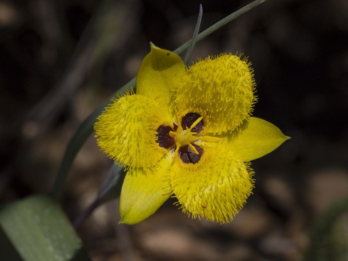 Calochortus monophyllus - PictureThis