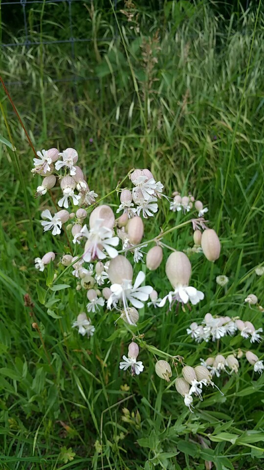 Colleja (Silene vulgaris subsp. vulgaris) - PictureThis