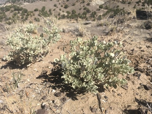 Atriplex confertifolia - PictureThis