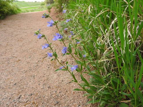 Front range beardtongue (Penstemon virens) Flower, Leaf, Care, Uses ...