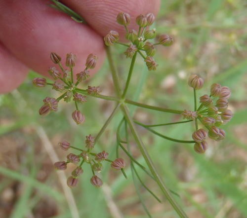 Marsh parsley (Cyclospermum leptophyllum) Flower, Leaf, Care, Uses ...