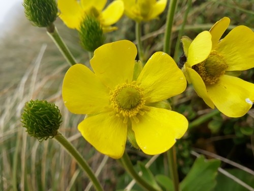 Ranunculus insignis - PictureThis