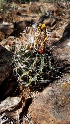 Biznaga pezón setosa (Thelocactus setispinus) - PictureThis