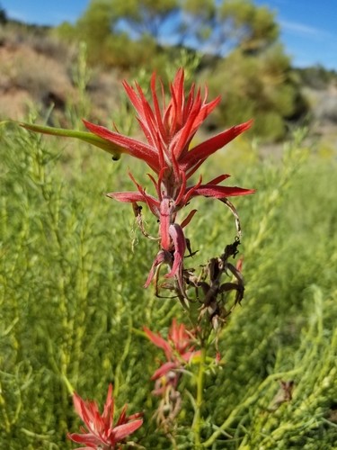 Castilleja linariifolia - PictureThis