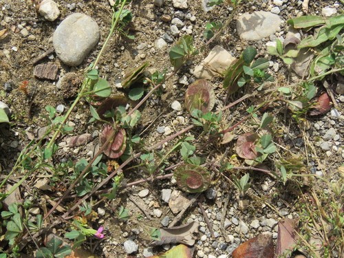 Blackdisk medick (Medicago orbicularis) Flower, Leaf, Care, Uses ...