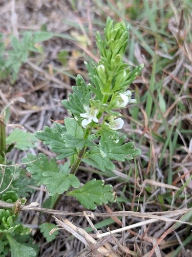 Dwarf germander Care (Watering, Fertilize, Pruning, Propagation ...