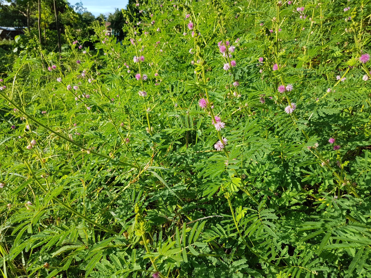 Malicia-de-mulher (Mimosa diplotricha) - PictureThis