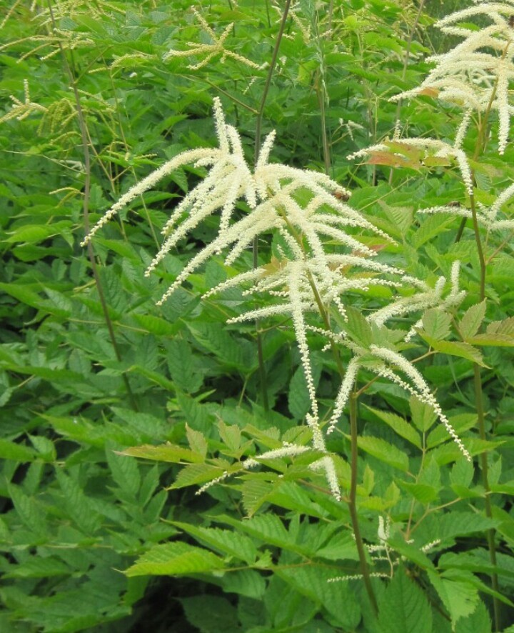 Aruncus Care (Watering, Fertilize, Pruning, Propagation) - PictureThis