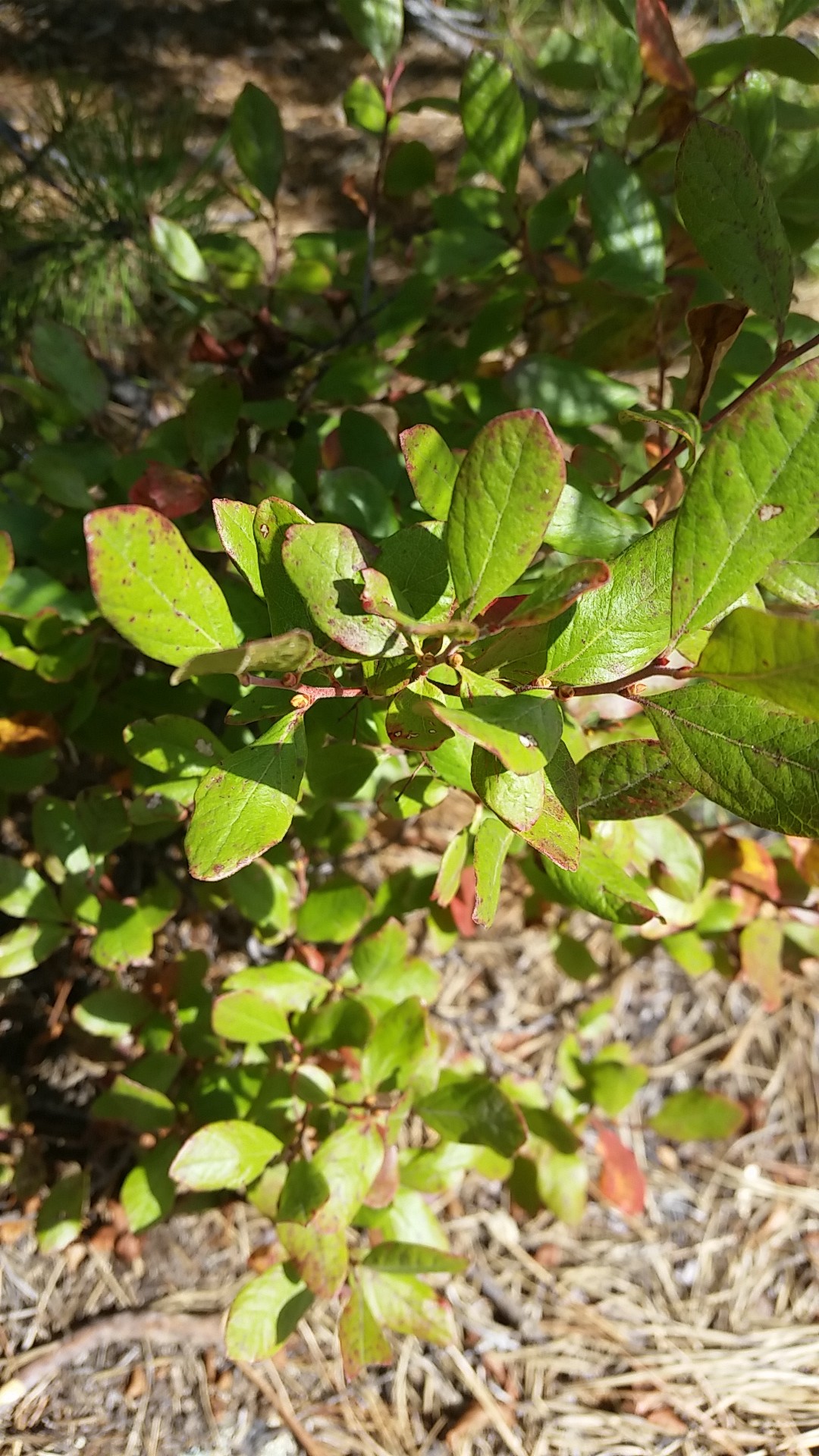 Dwarf huckleberry (Gaylussacia dumosa) Flower, Leaf, Care, Uses ...