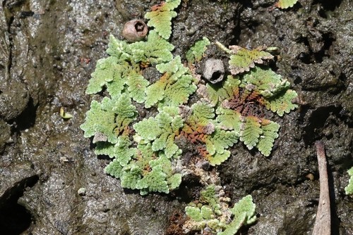 Helecho acuático africano (Azolla pinnata) - PictureThis