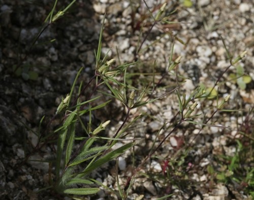 Linanthus jonesii - PictureThis