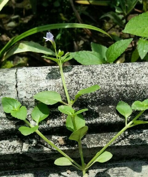 Vandellia Care (Watering, Fertilize, Pruning, Propagation) - PictureThis