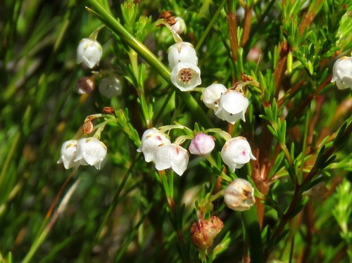Heaths (Erica) Flower, Leaf, Care, Uses - PictureThis