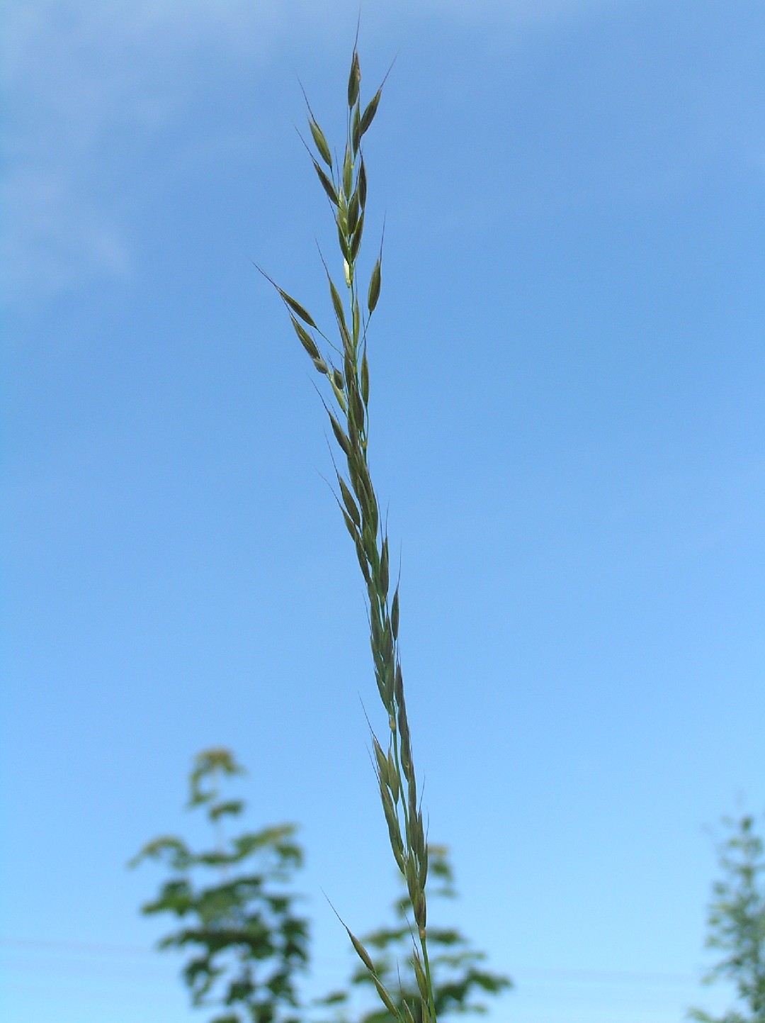 Button-grass (Arrhenatherum) Flower, Leaf, Care, Uses - PictureThis