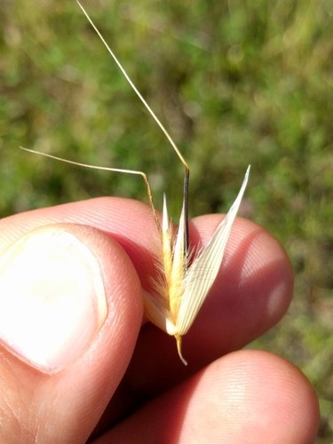 Barthafer (Avena barbata) - PictureThis