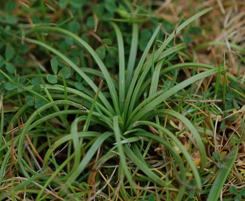 Isoetes histrix - PictureThis